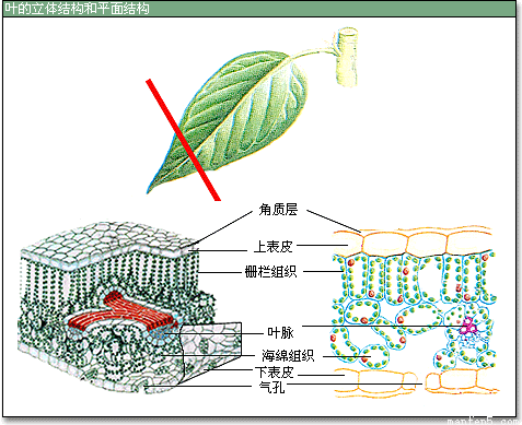 叶片横切面结构示意图,叶片示意图及名称,叶片横切面(第8页)_大山谷图库